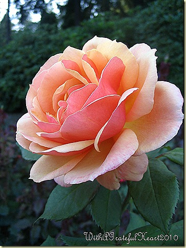 With A Grateful Heart: Jesus, Rose Of Sharon